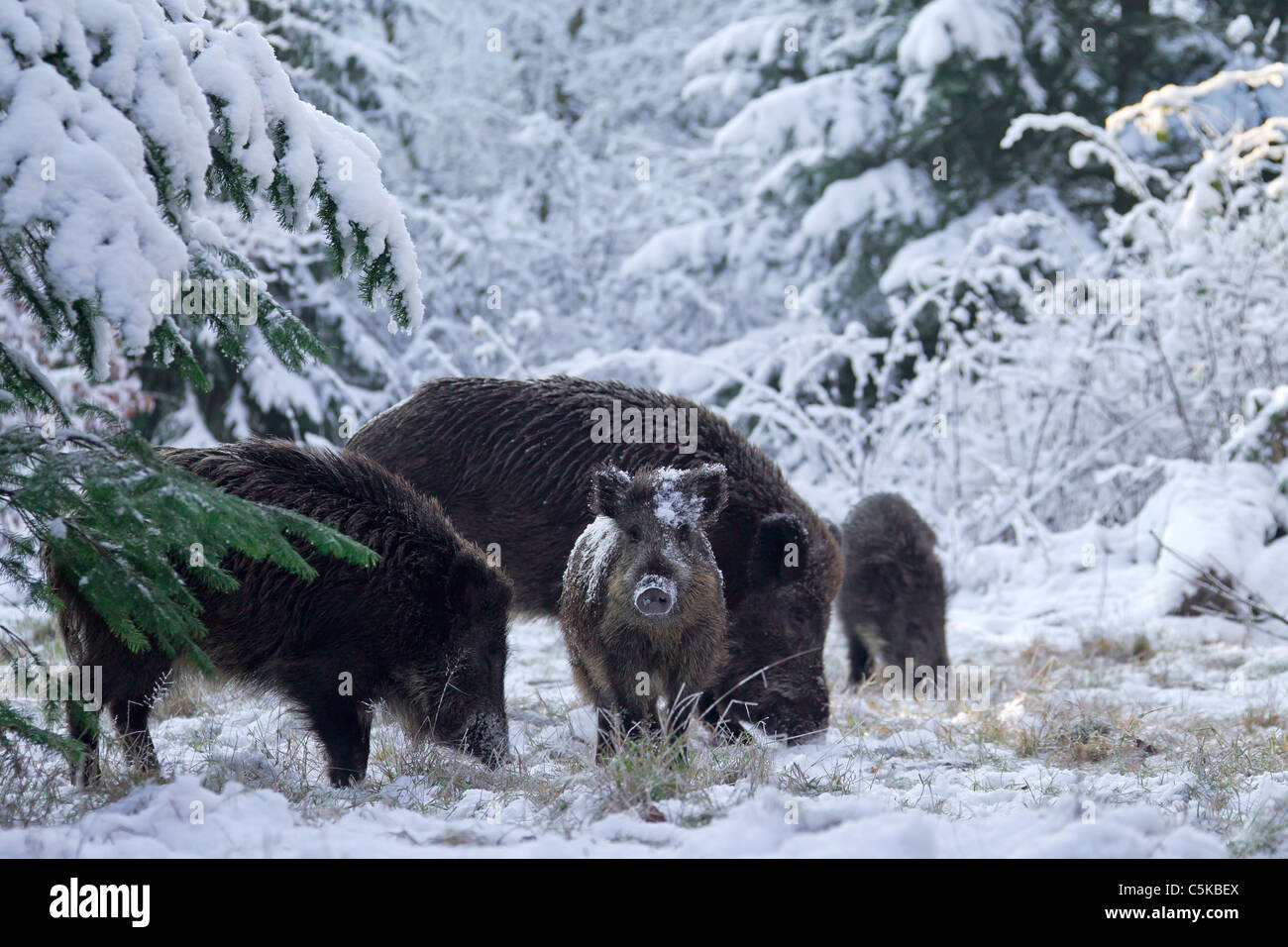 Sounder hi-res stock photography and images - Alamy