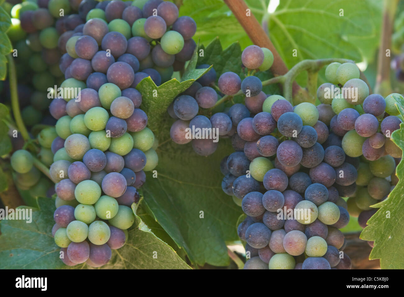Close up ripening bunch grapes hi-res stock photography and images - Alamy