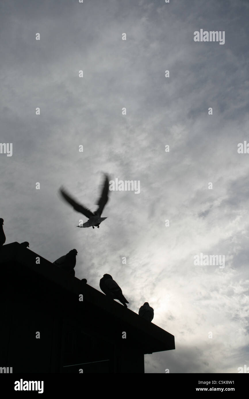 bird flying by roof top at night Stock Photo - Alamy