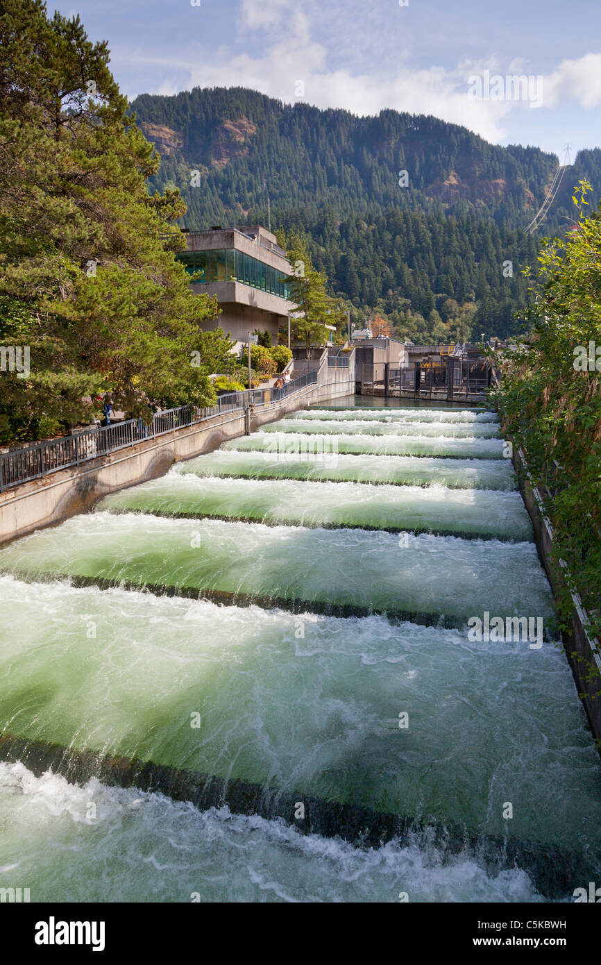 Fish pass at Bonneville Dam Columbia River Gorge on the Oregon ...