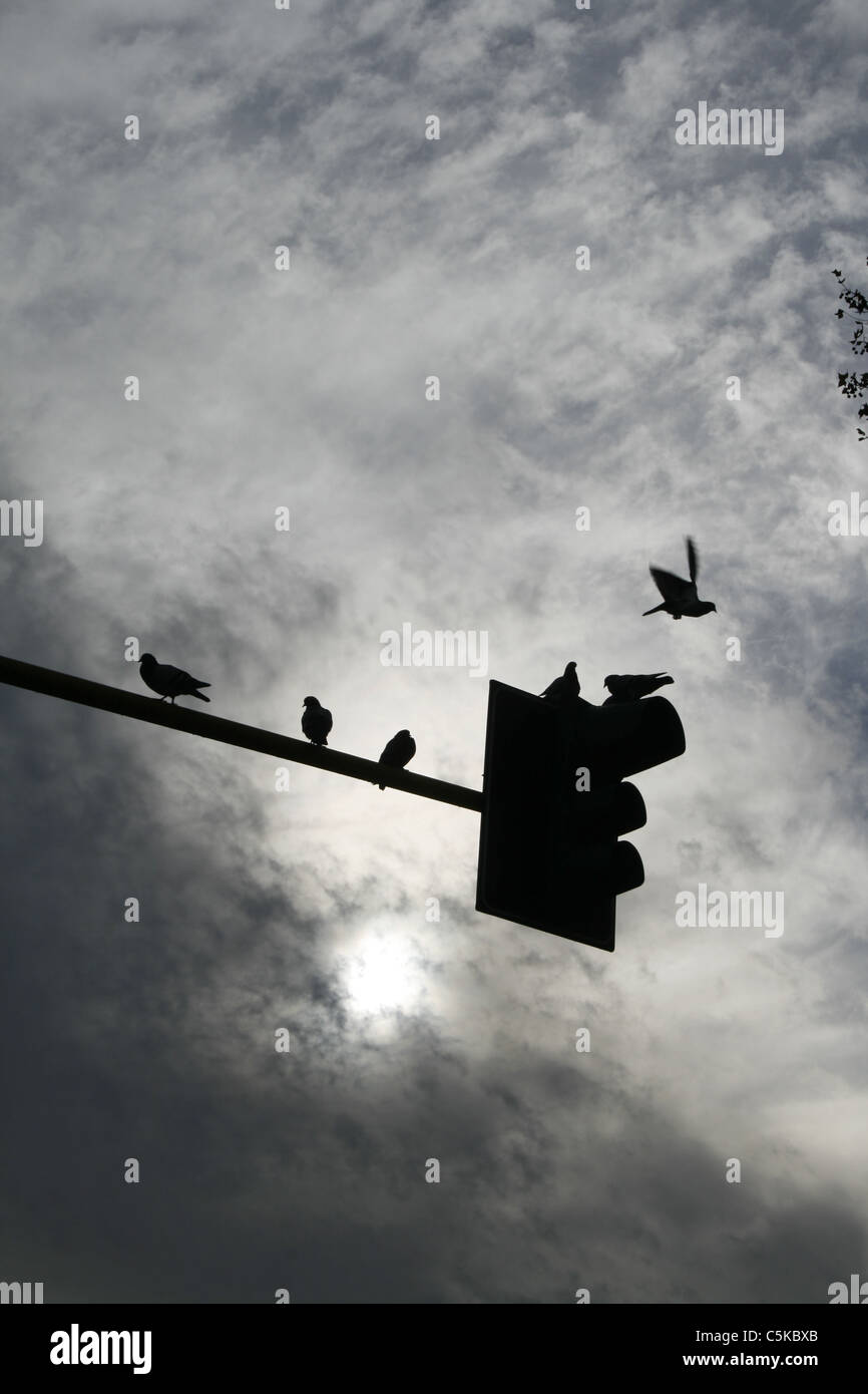 flock of pigeons on traffic lights Stock Photo - Alamy