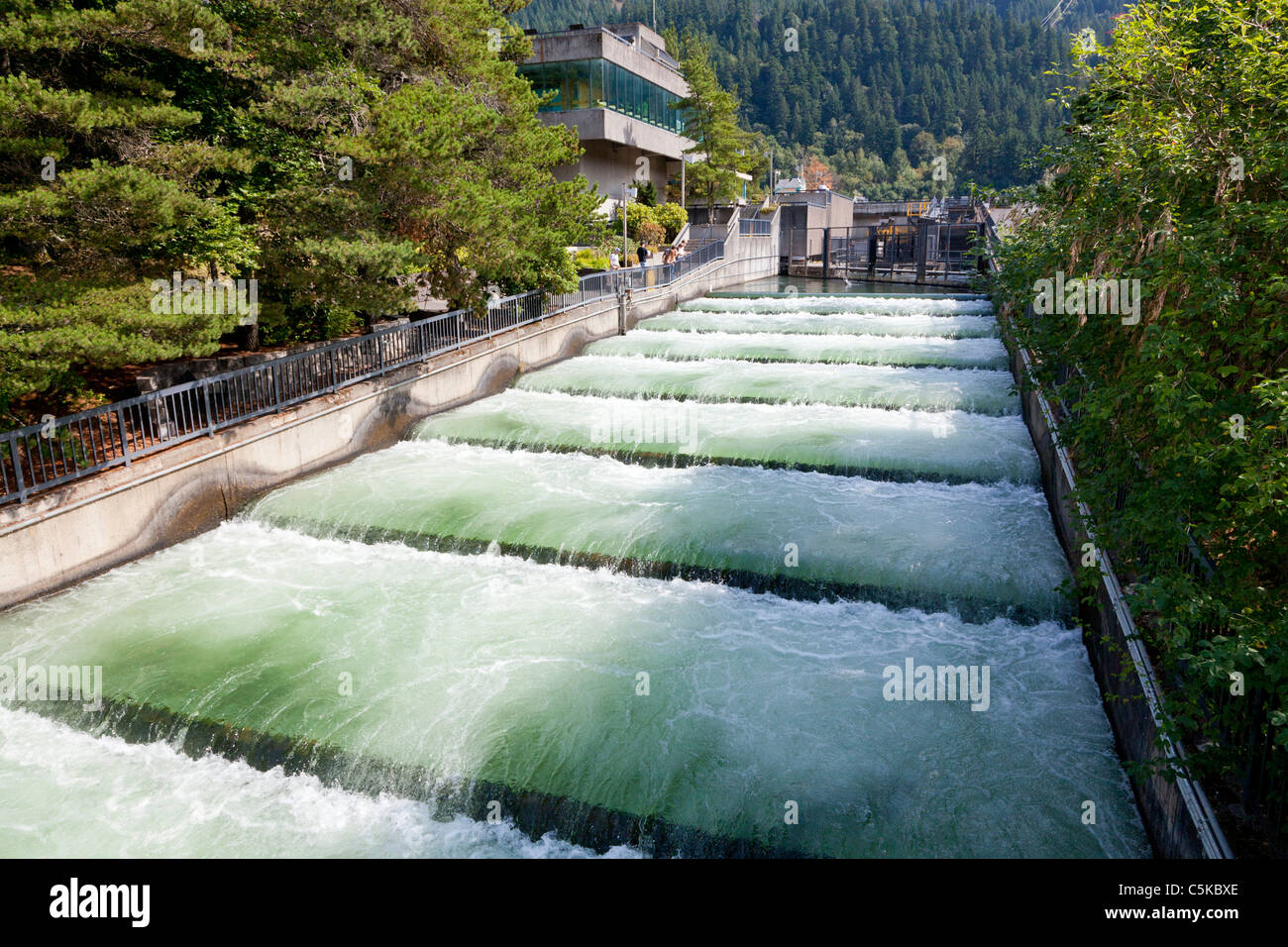 Fish pass at Bonneville Dam Columbia River Gorge on the Oregon ...