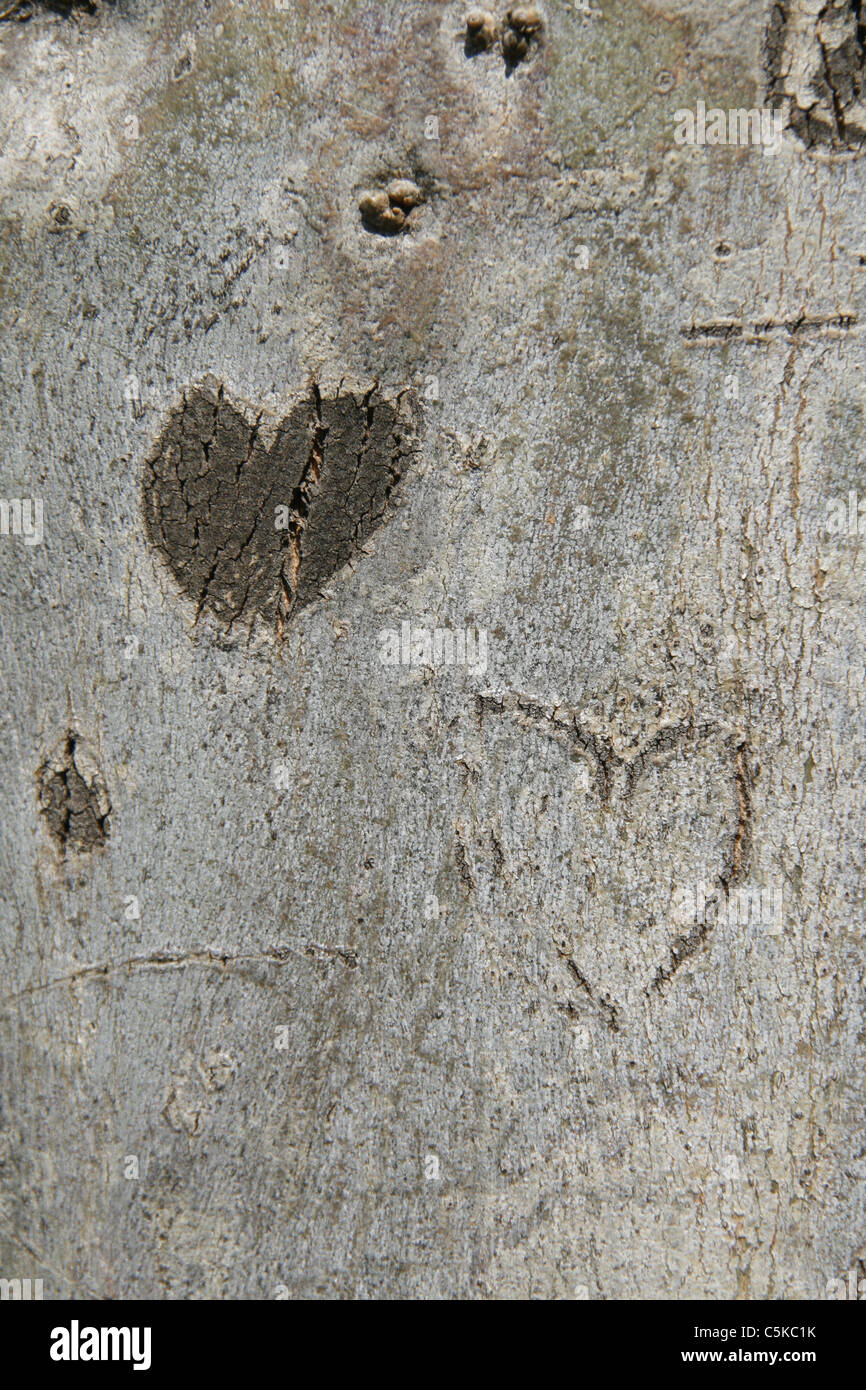 love heart carved on tree Stock Photo - Alamy
