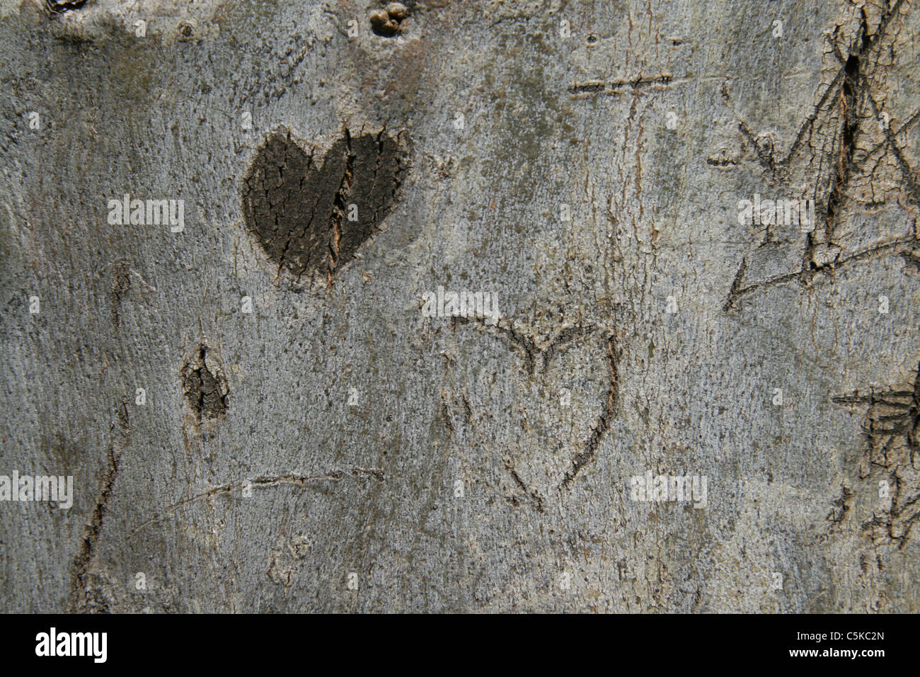 love heart carved on tree Stock Photo - Alamy