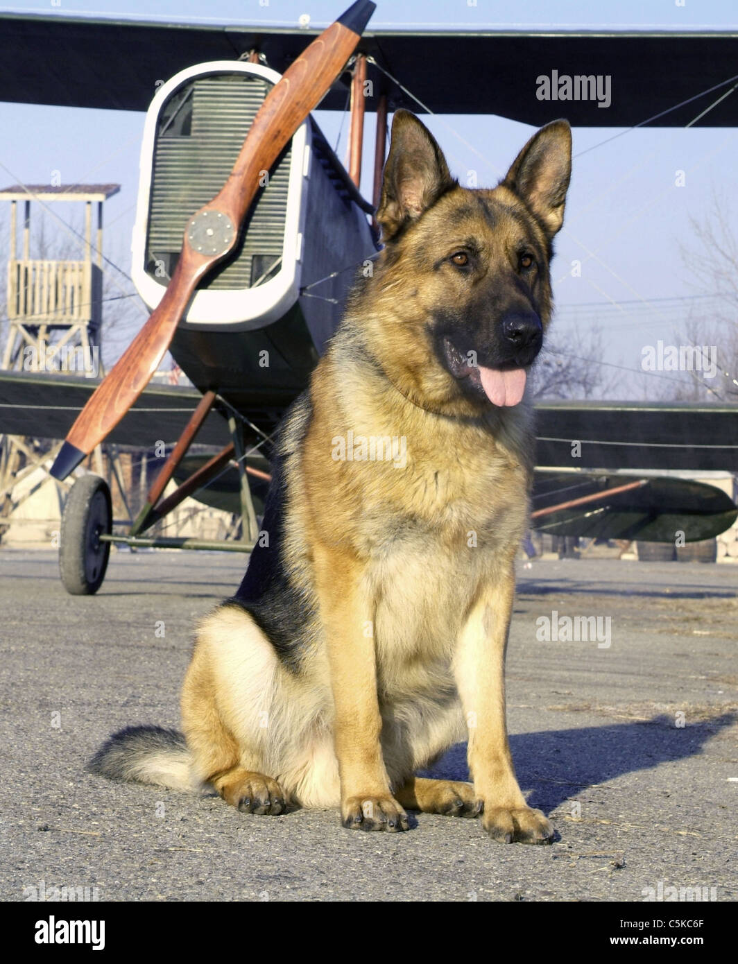 Finding Rin Tin Tin Year : 2007 USA Director: Danny Lerner Stock Photo ...