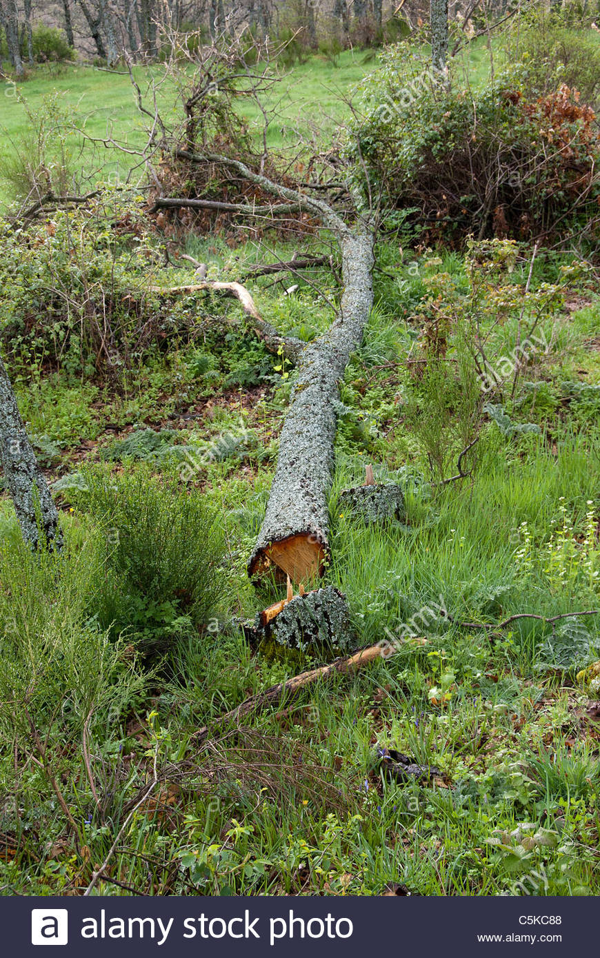 Cutted Tree Stock Photos & Cutted Tree Stock Images - Alamy