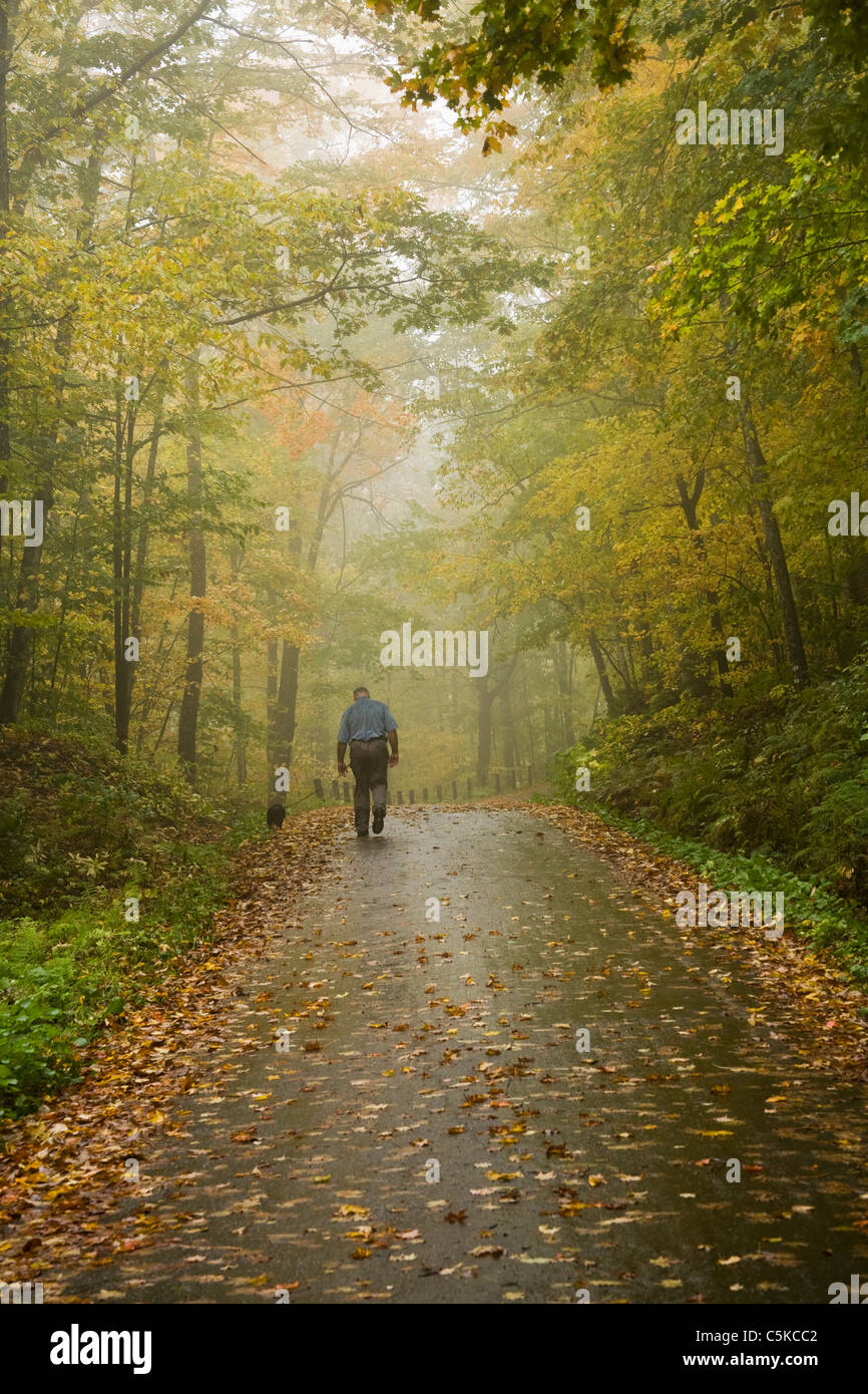 Misty trees hi-res stock photography and images - Alamy