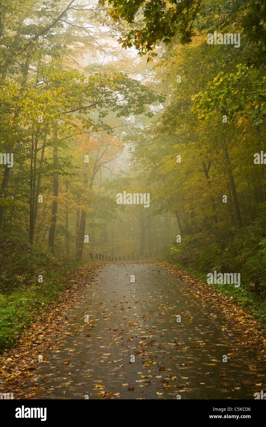 Canopy cover of trees hi-res stock photography and images - Alamy