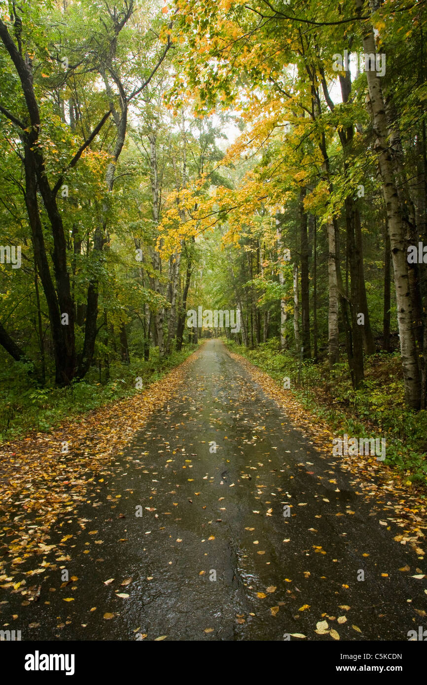 Leaf covered straight road through yellow and green trees Stock Photo ...
