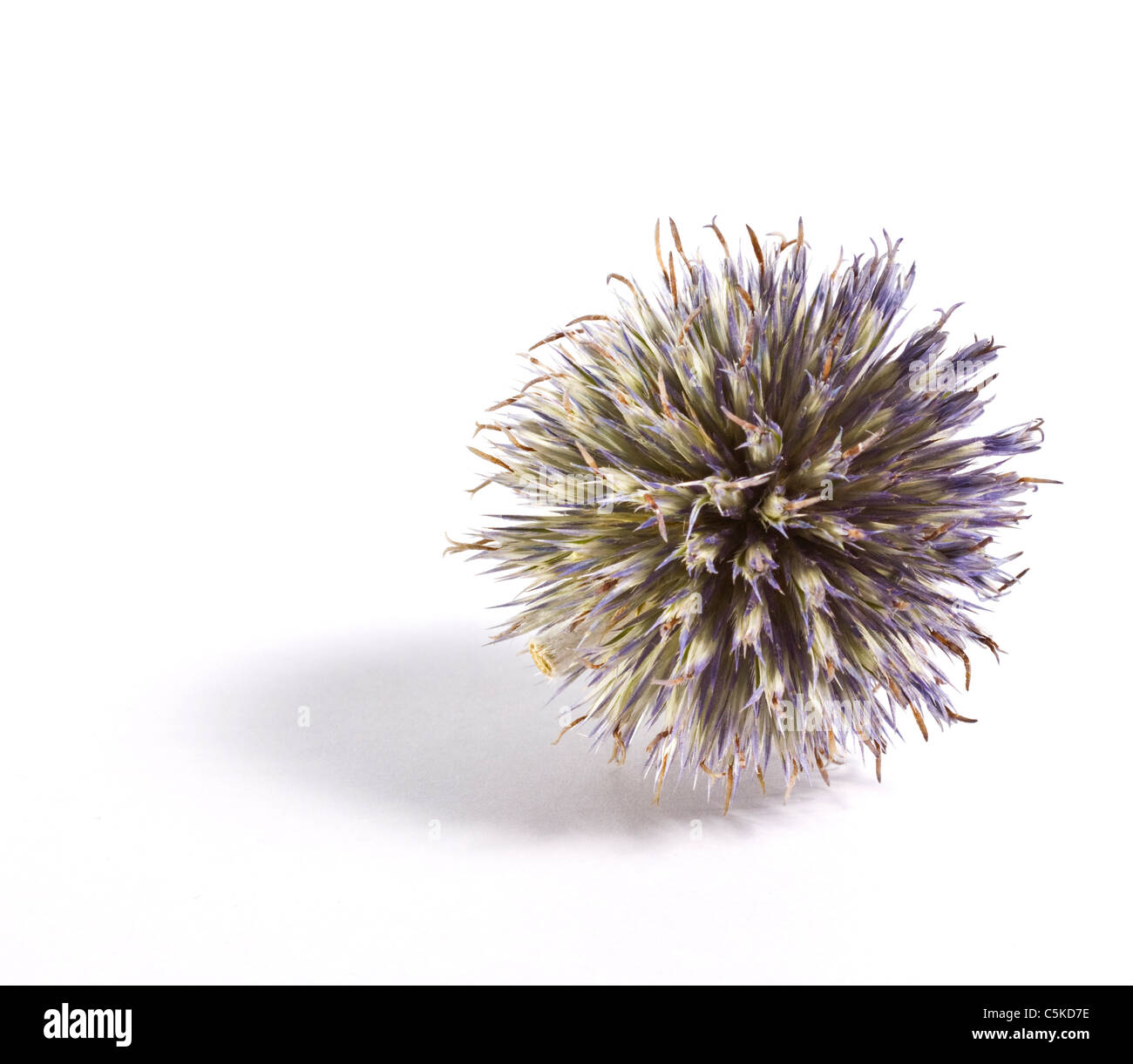 Crop seed Cut Out Stock Images & Pictures - Alamy