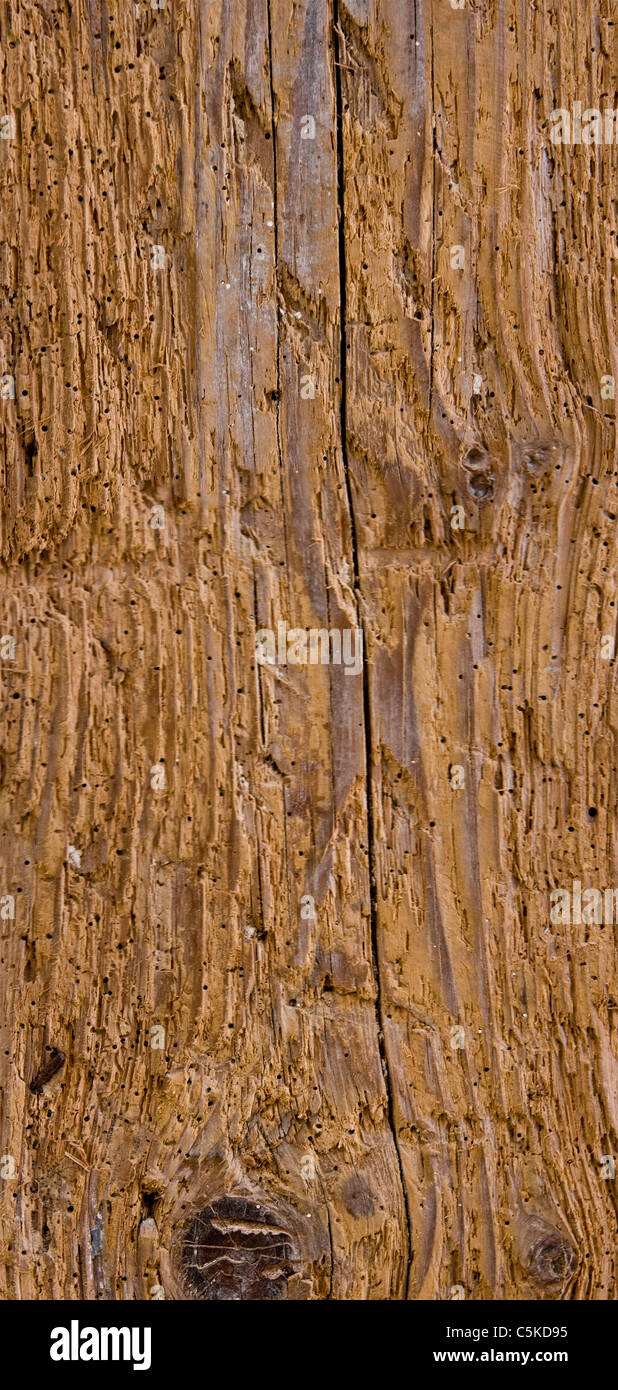 wooden structure with worm wholes in high resolution (stich from 4 ...