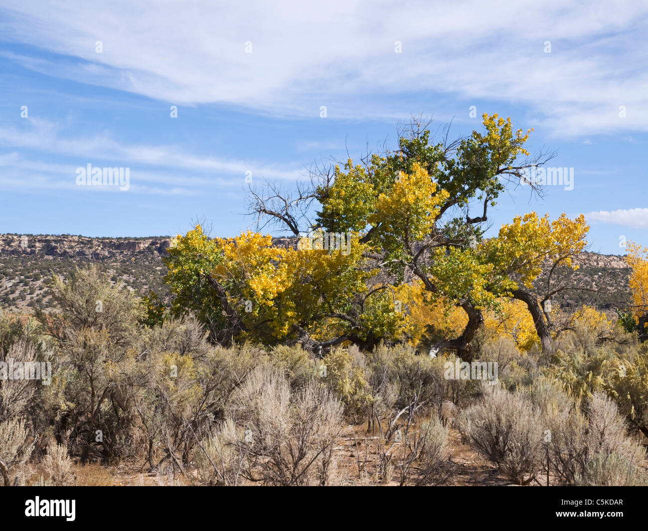 Yellow leaves on cottonwood tree hi-res stock photography and images ...