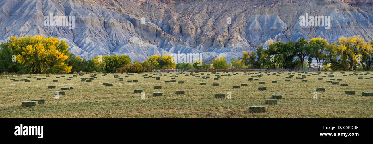 Hay bales in field with fall color trees Stock Photo - Alamy