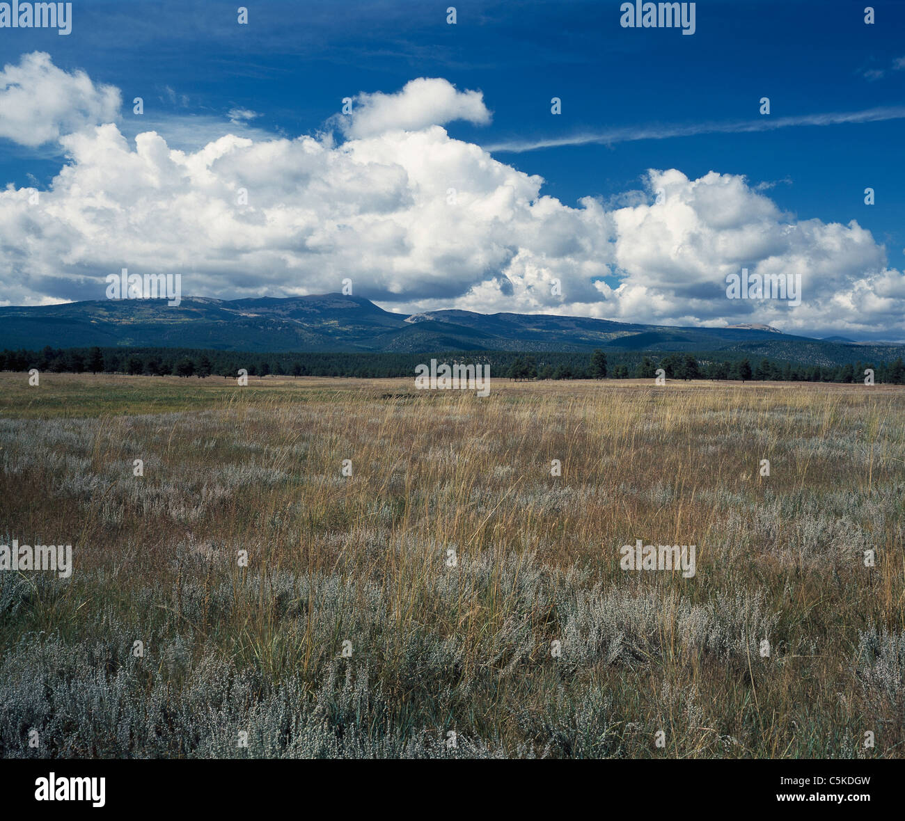 Vidal valley hi-res stock photography and images - Alamy