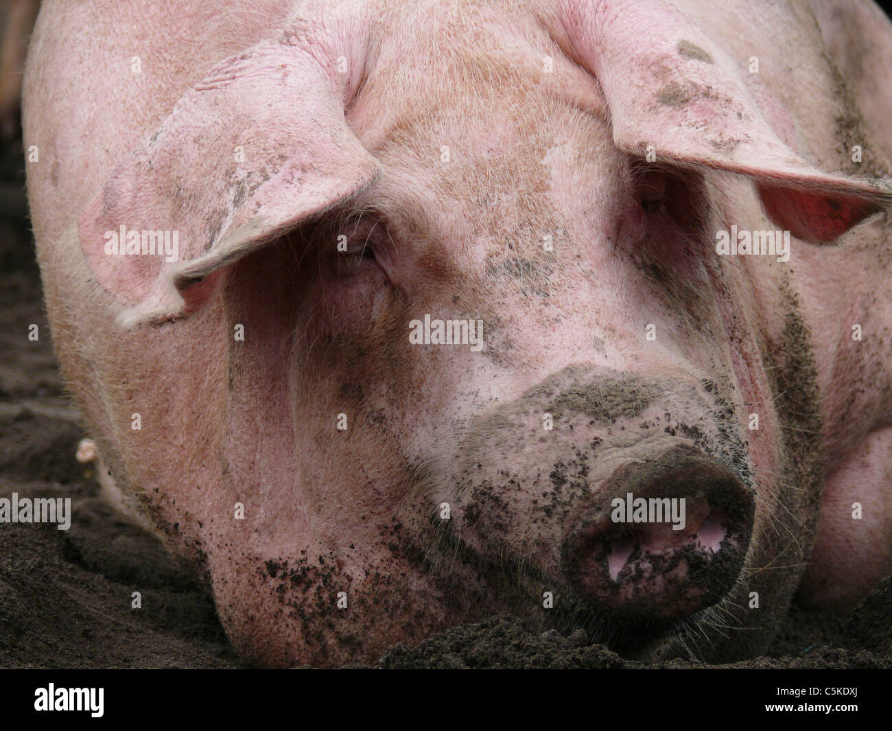 Pig in the mud hi-res stock photography and images - Alamy