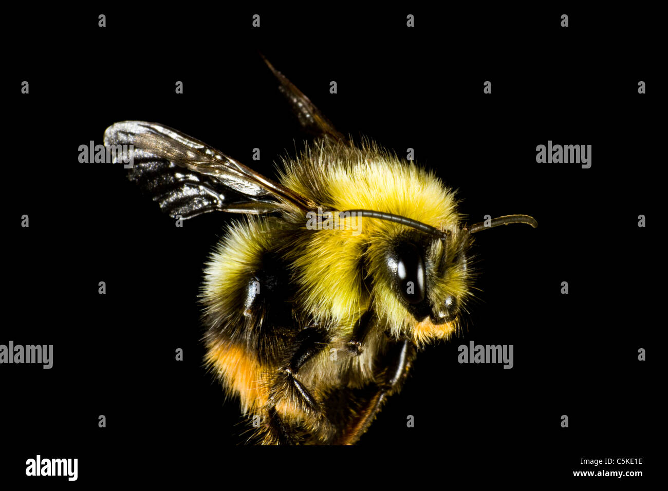 Black Bumble Bee Insect