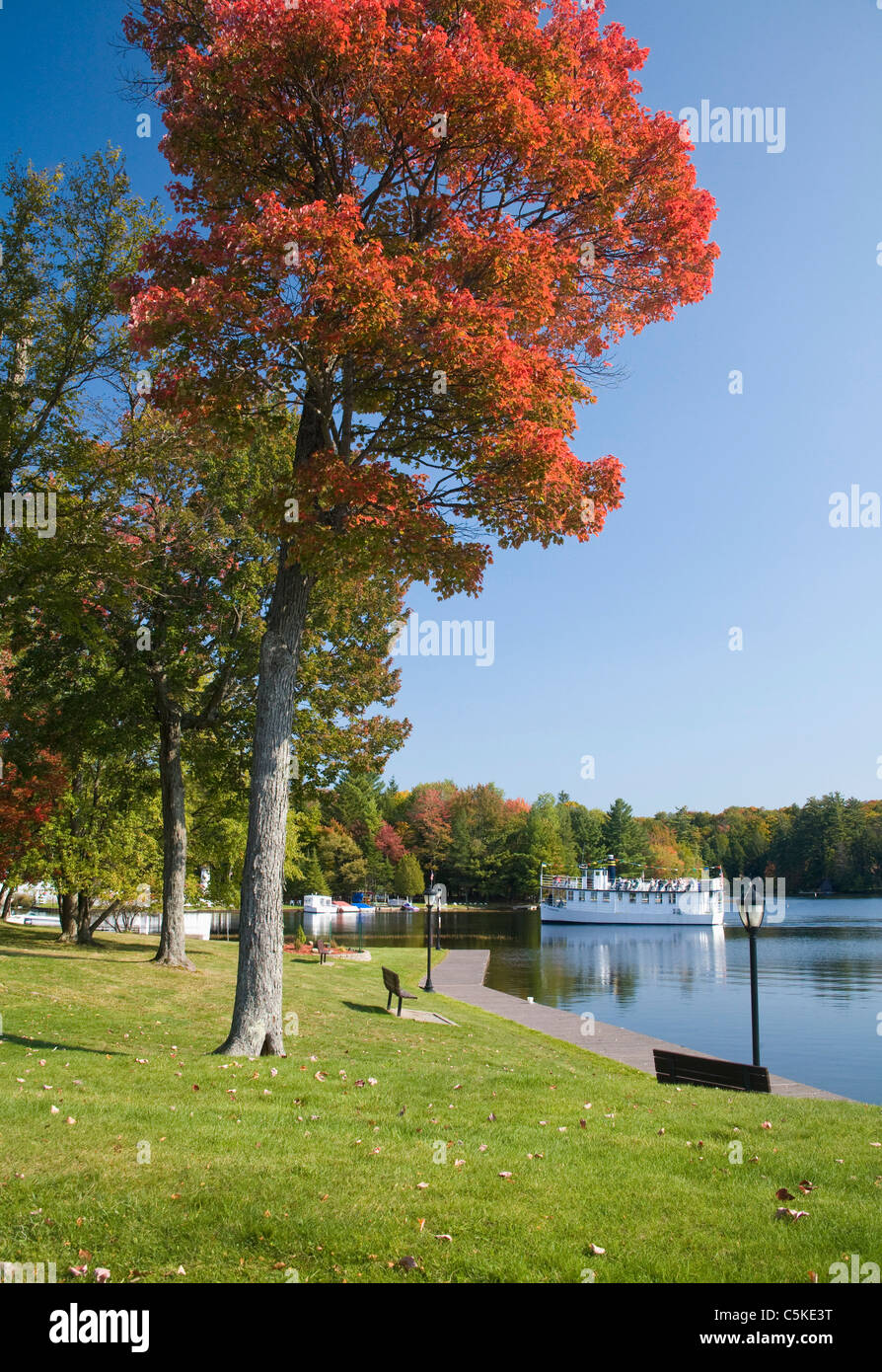 Red Maple tree in park by lake in Old Forge Stock Photo - Alamy
