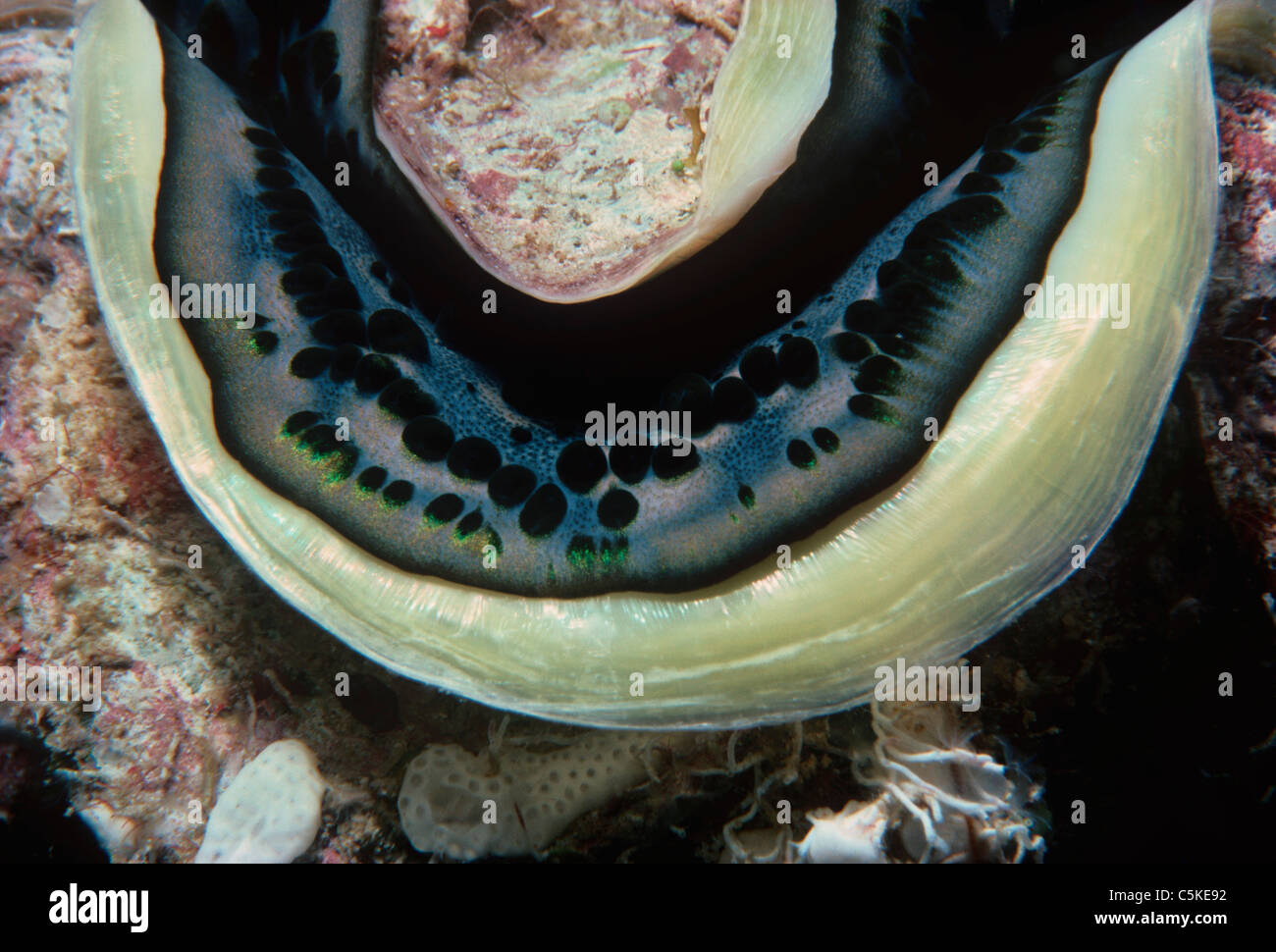 Closed clam shell hi-res stock photography and images - Alamy