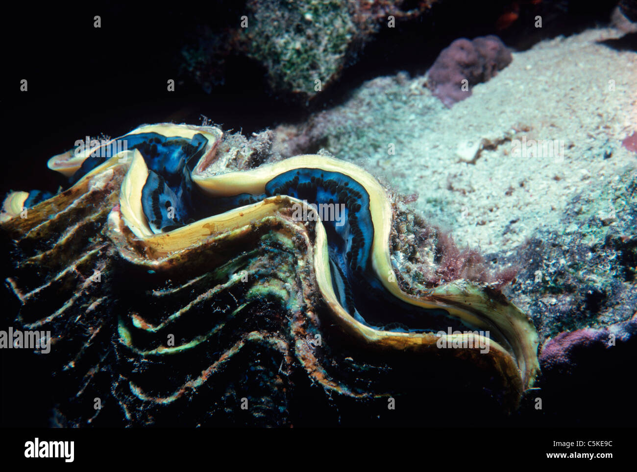 Small Giant Clam (Tridacna maxima) exposing mantle on coral reef bed ...