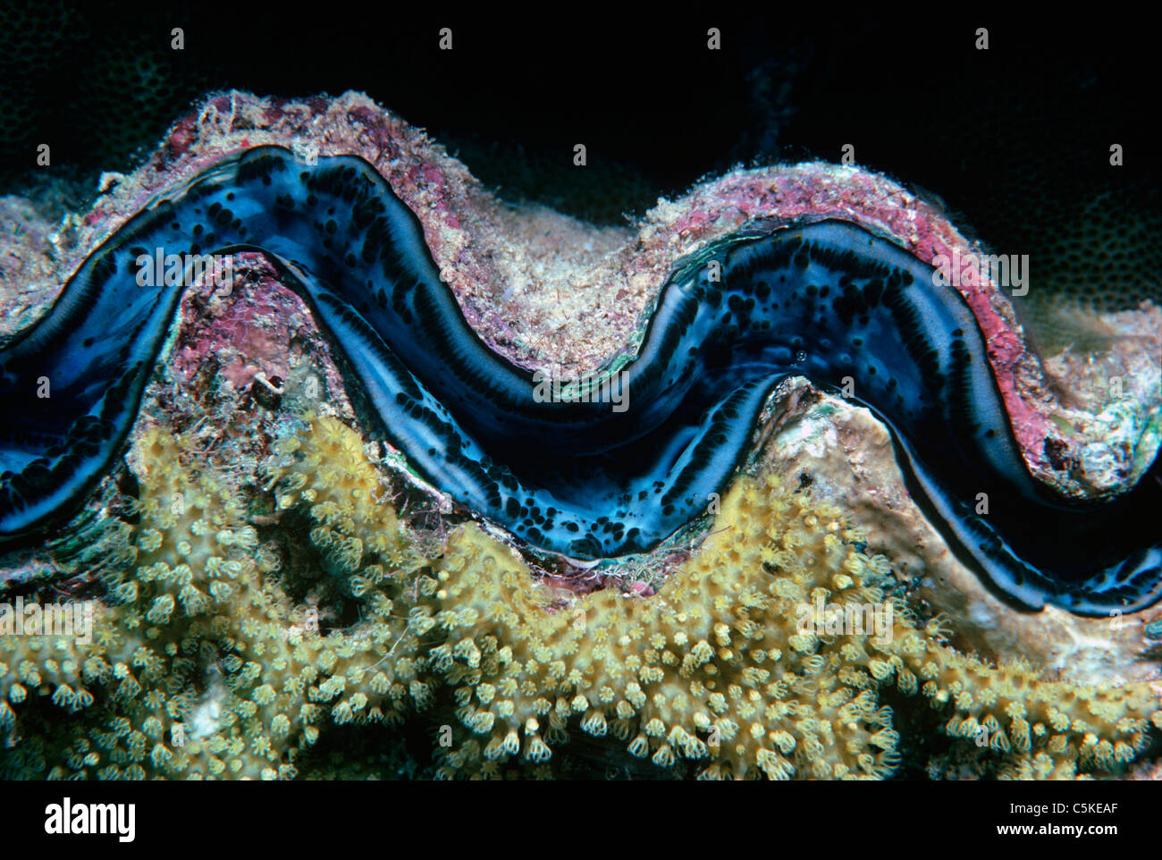 Small Giant Clam (Tridacna maxima) exposing mantle on coral reef bed ...