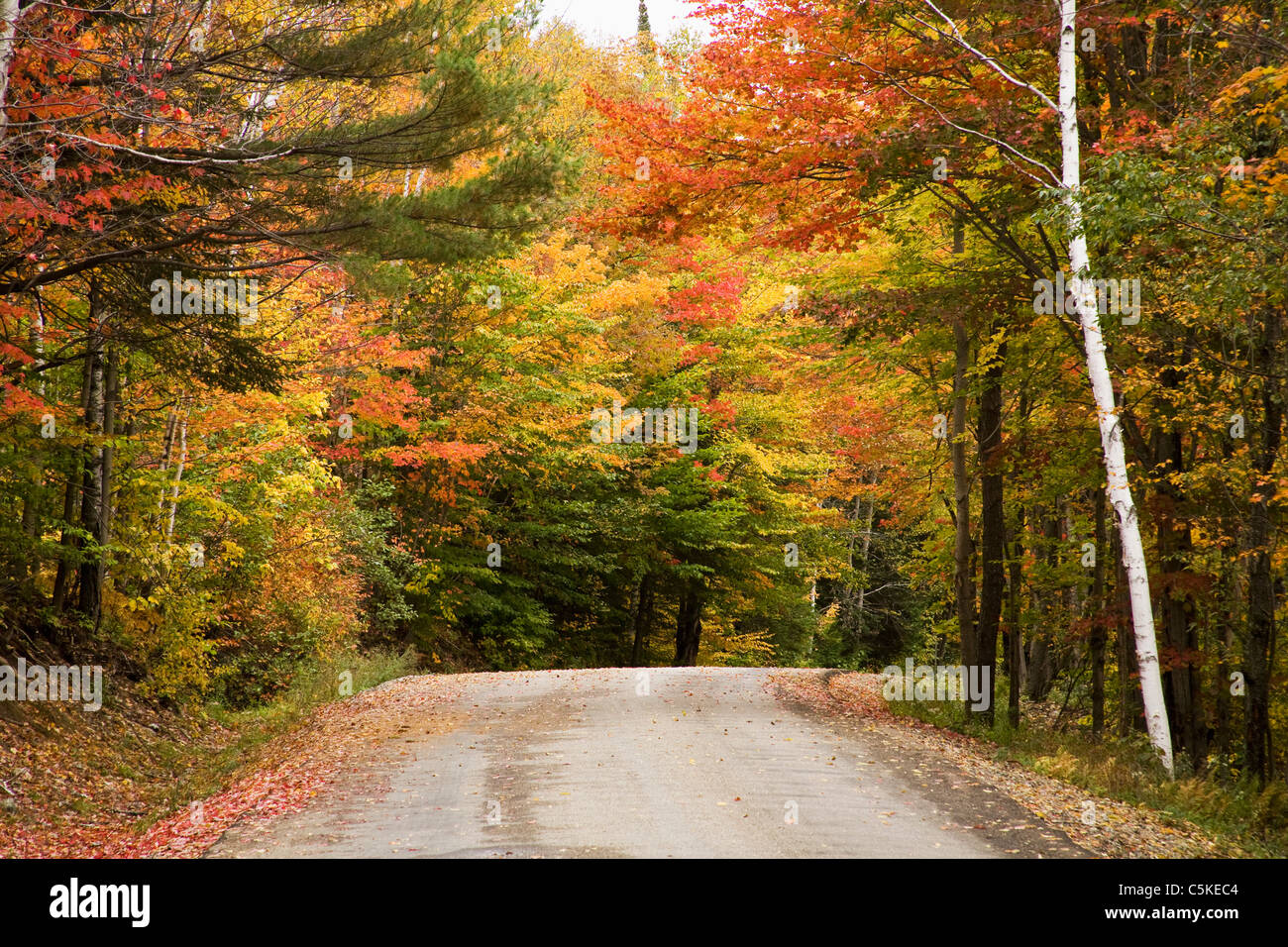 Country road through yellow and red leafed trees Stock Photo - Alamy