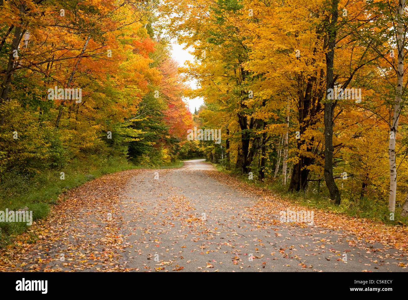 Country road through yellow and red leafed trees Stock Photo - Alamy
