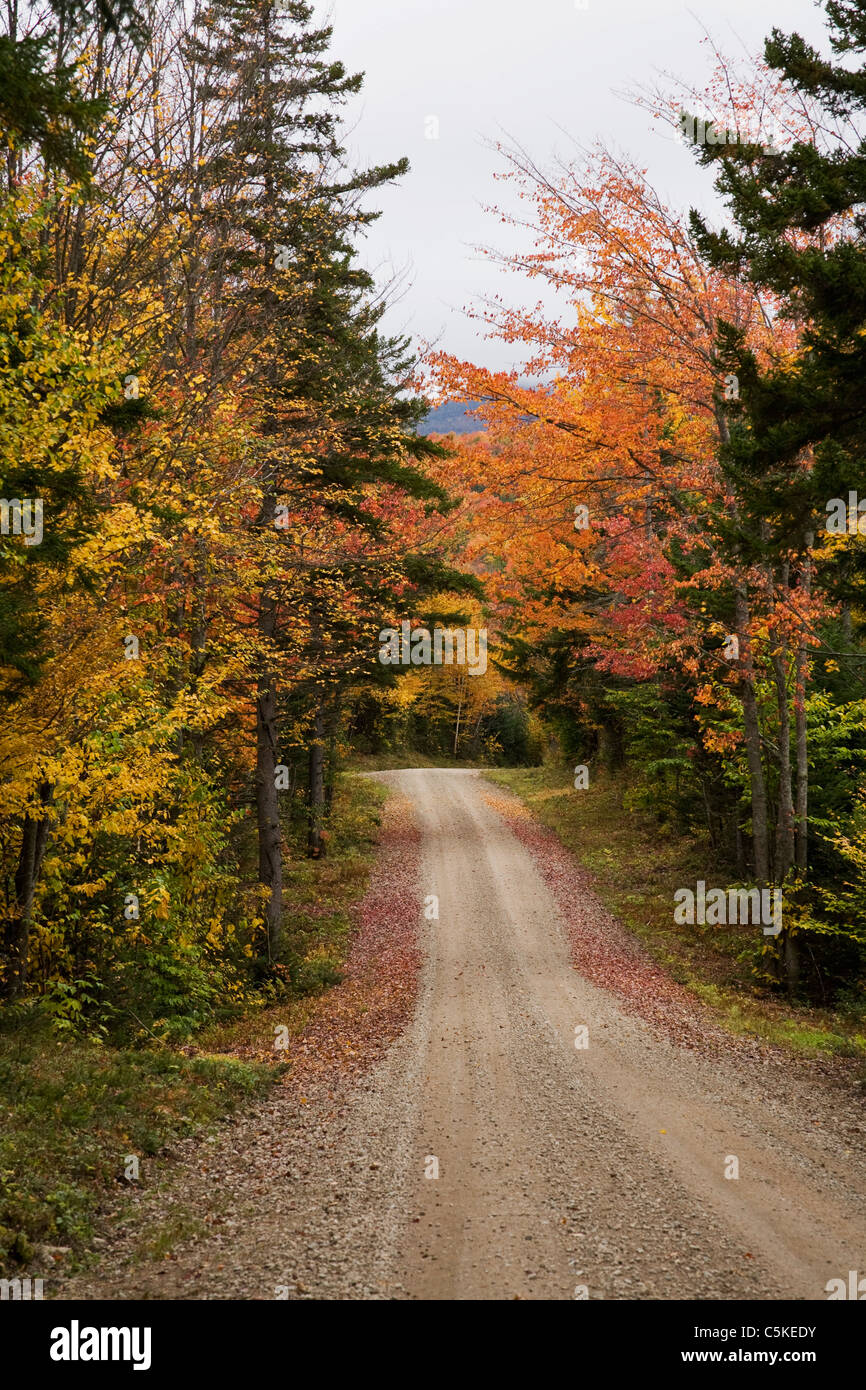 Country road through yellow and red leafed trees Stock Photo - Alamy