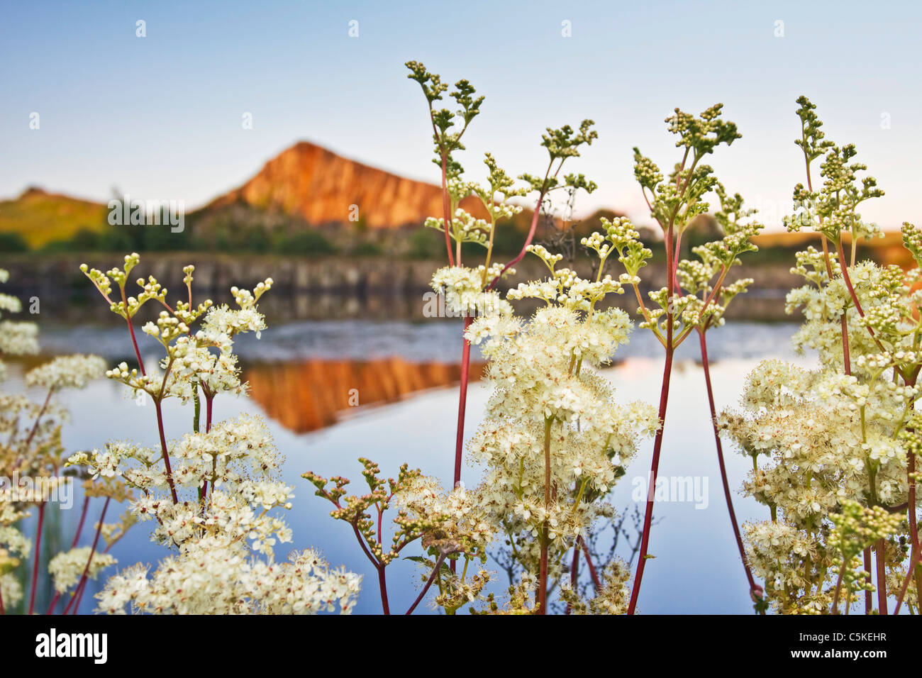 Meadowsweet framing Cawfields Quarry on Hadrian's Wall near the town of ...
