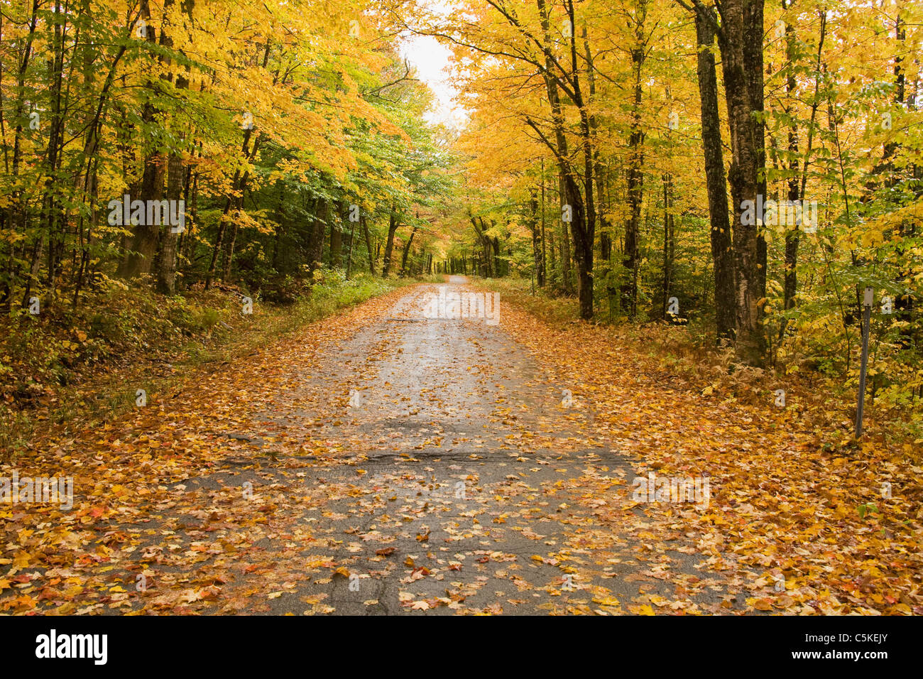 Leaf covered road through trees with yellow leaves Stock Photo - Alamy