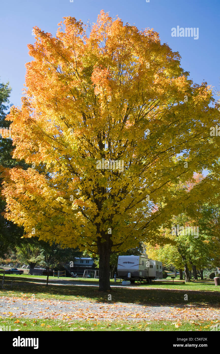 Koa tree hi-res stock photography and images - Alamy