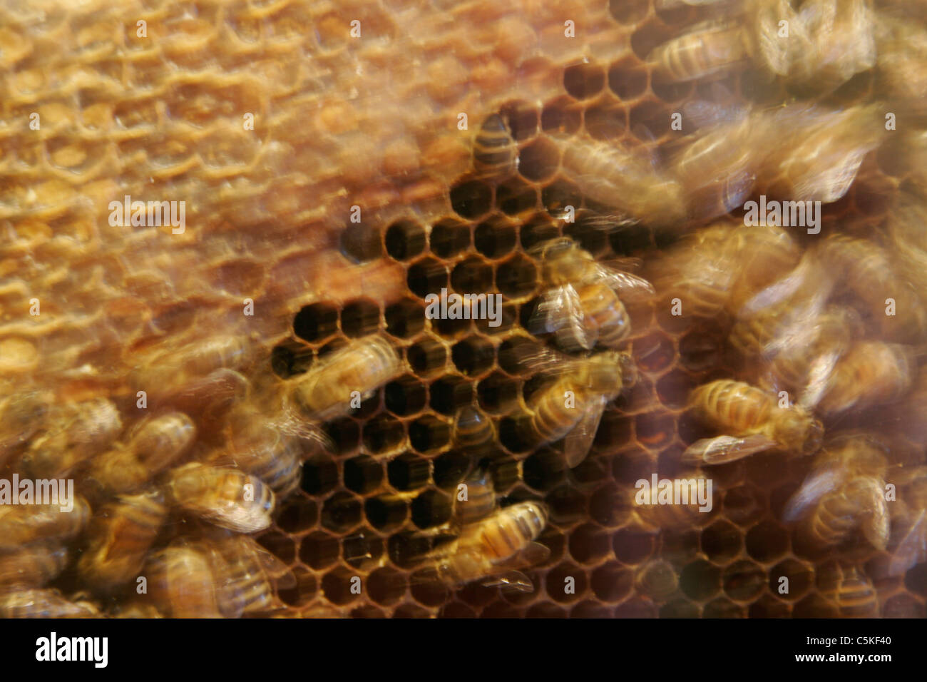 Extreme closeup of bees on honeycomb Stock Photo - Alamy