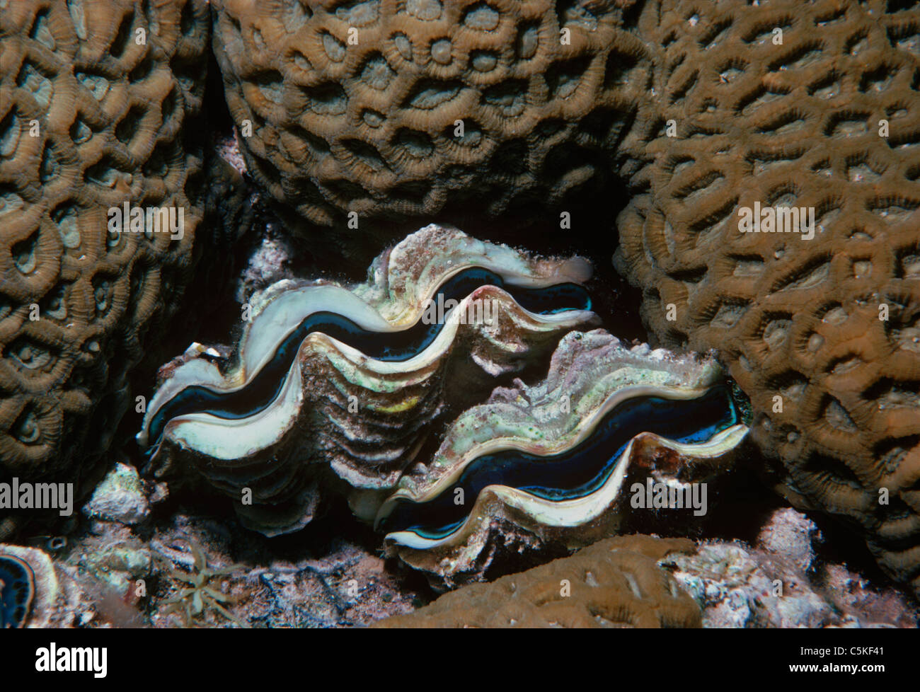 A Small Giant Clam (Tridacna maxima) nestled in a coral bed. Egypt, Red ...