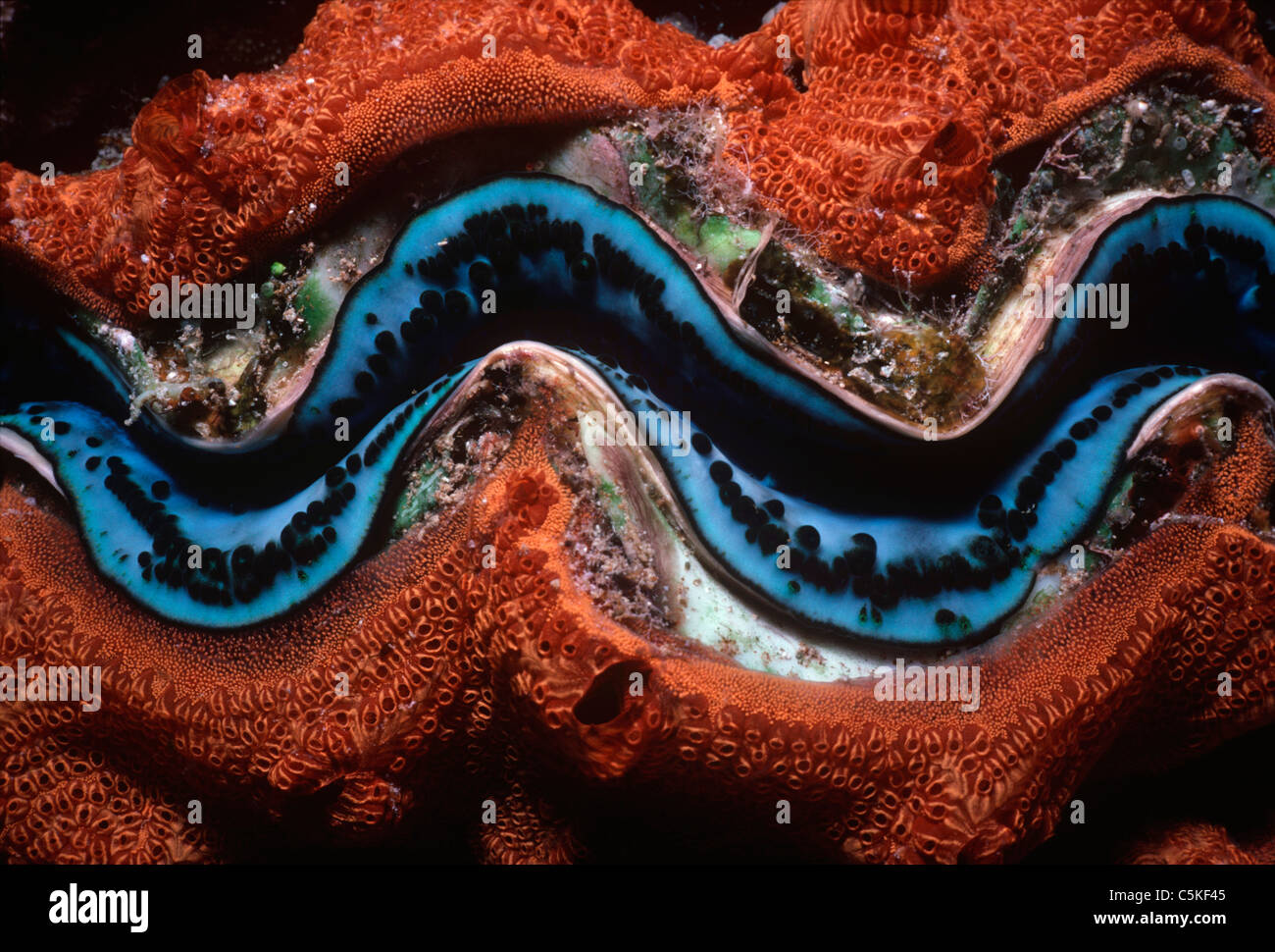 Giant Clam Shell High Resolution Stock Photography and Images - Alamy