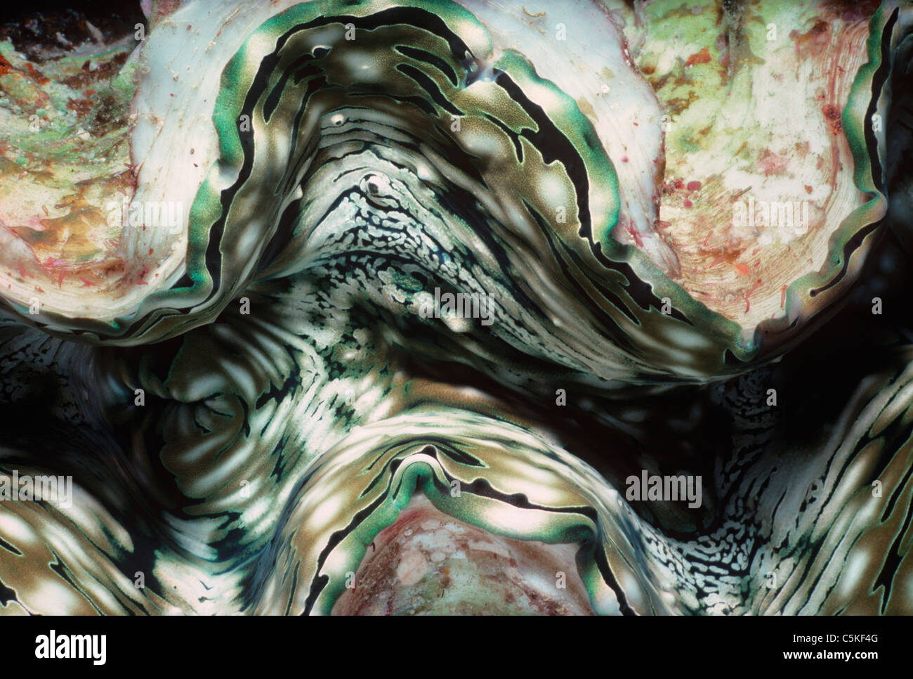 Small Giant Clam (Tridacna maxima) exposing mantle on coral reef bed ...