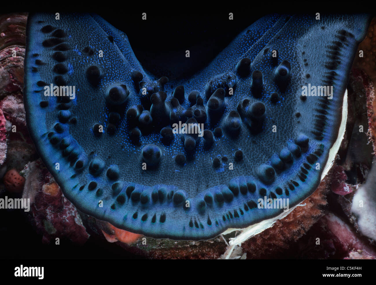 Giant table coral hi-res stock photography and images - Alamy