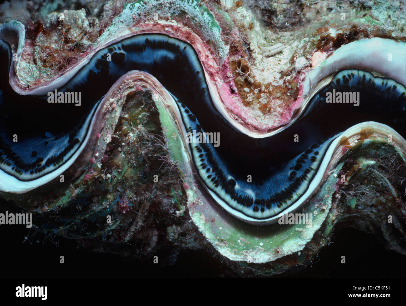Small Giant Clam (Tridacna maxima) exposing mantle on coral reef bed ...