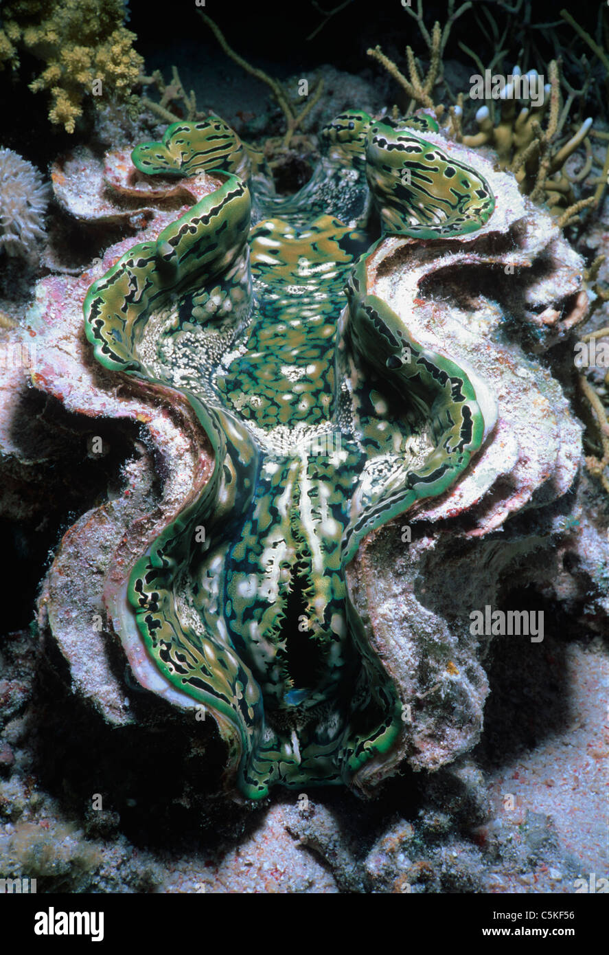 Open and closed clams hi-res stock photography and images - Alamy