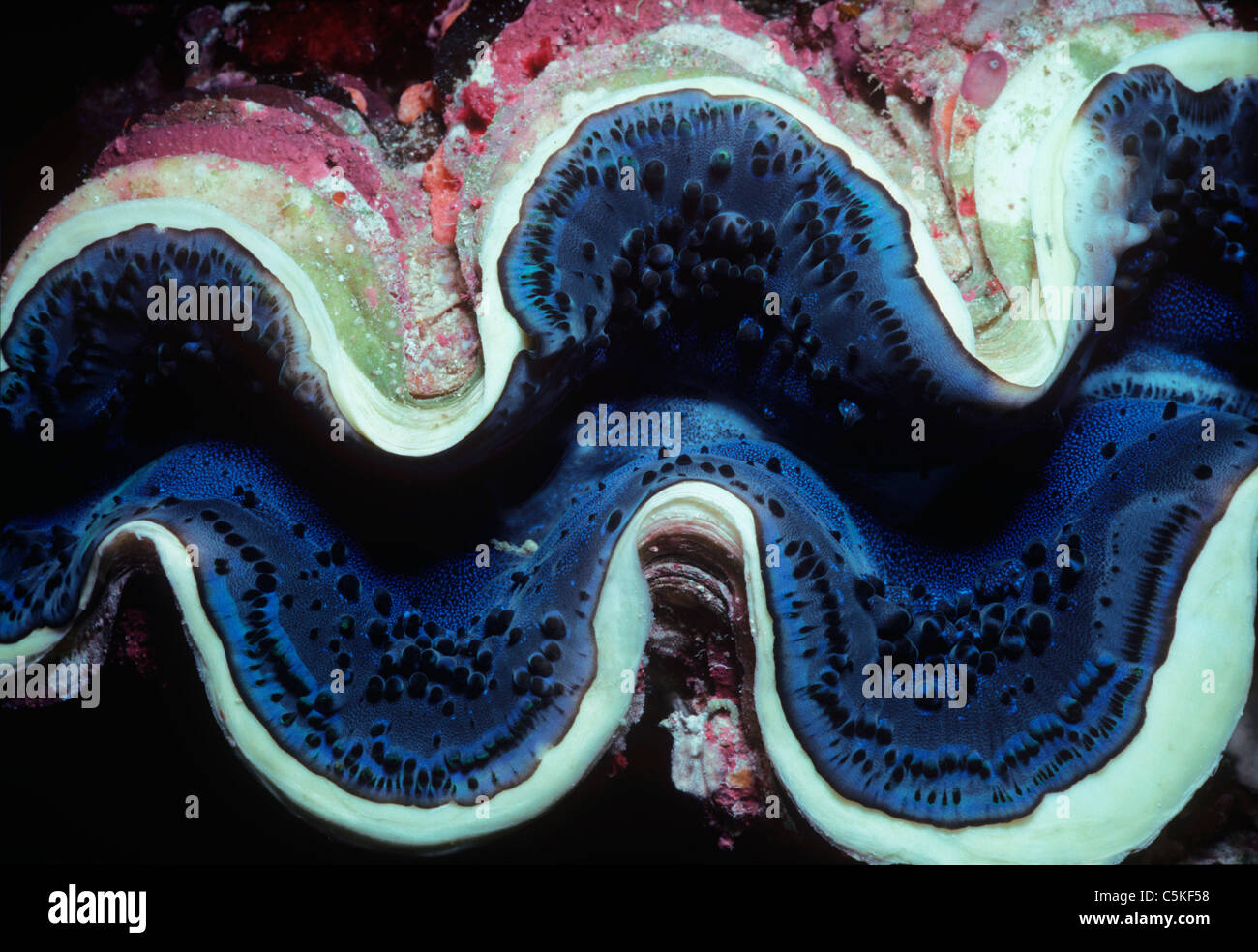 Small Giant Clam (Tridacna maxima) exposing mantle on coral reef bed ...