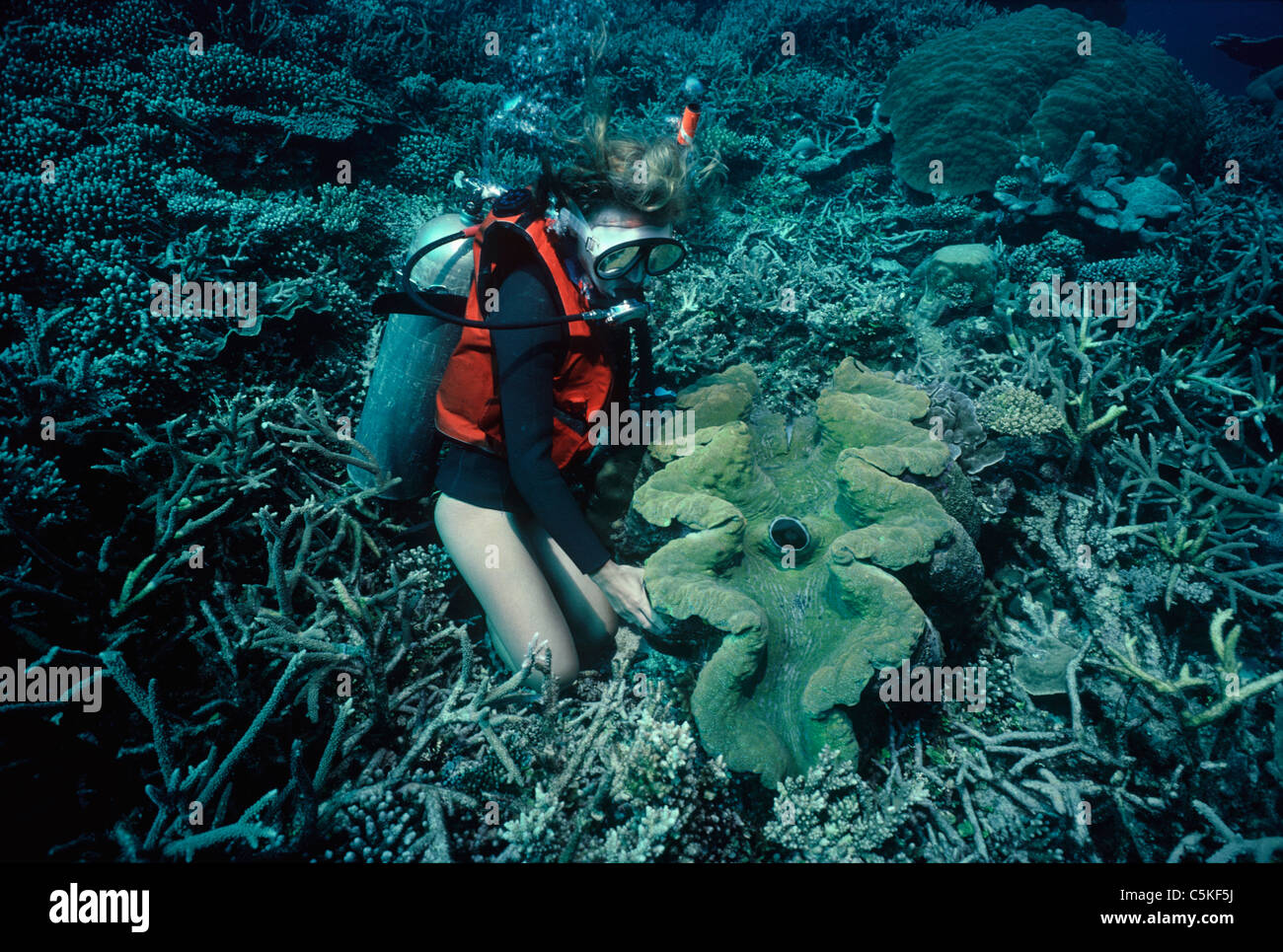 Giant clam scuba diving diver hi-res stock photography and images - Alamy