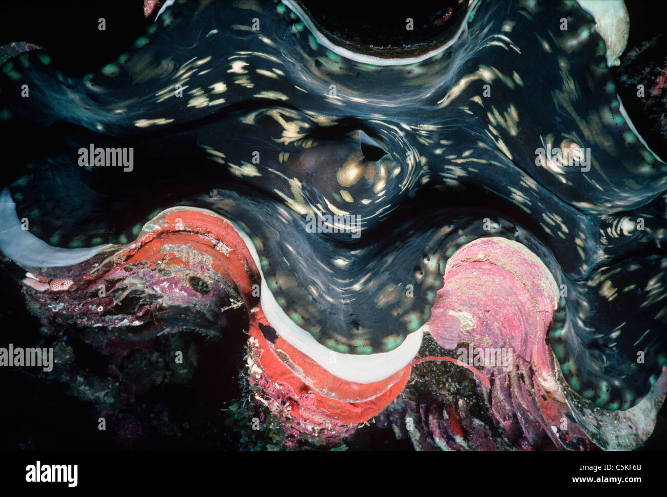 Closed clam shell hi-res stock photography and images - Alamy