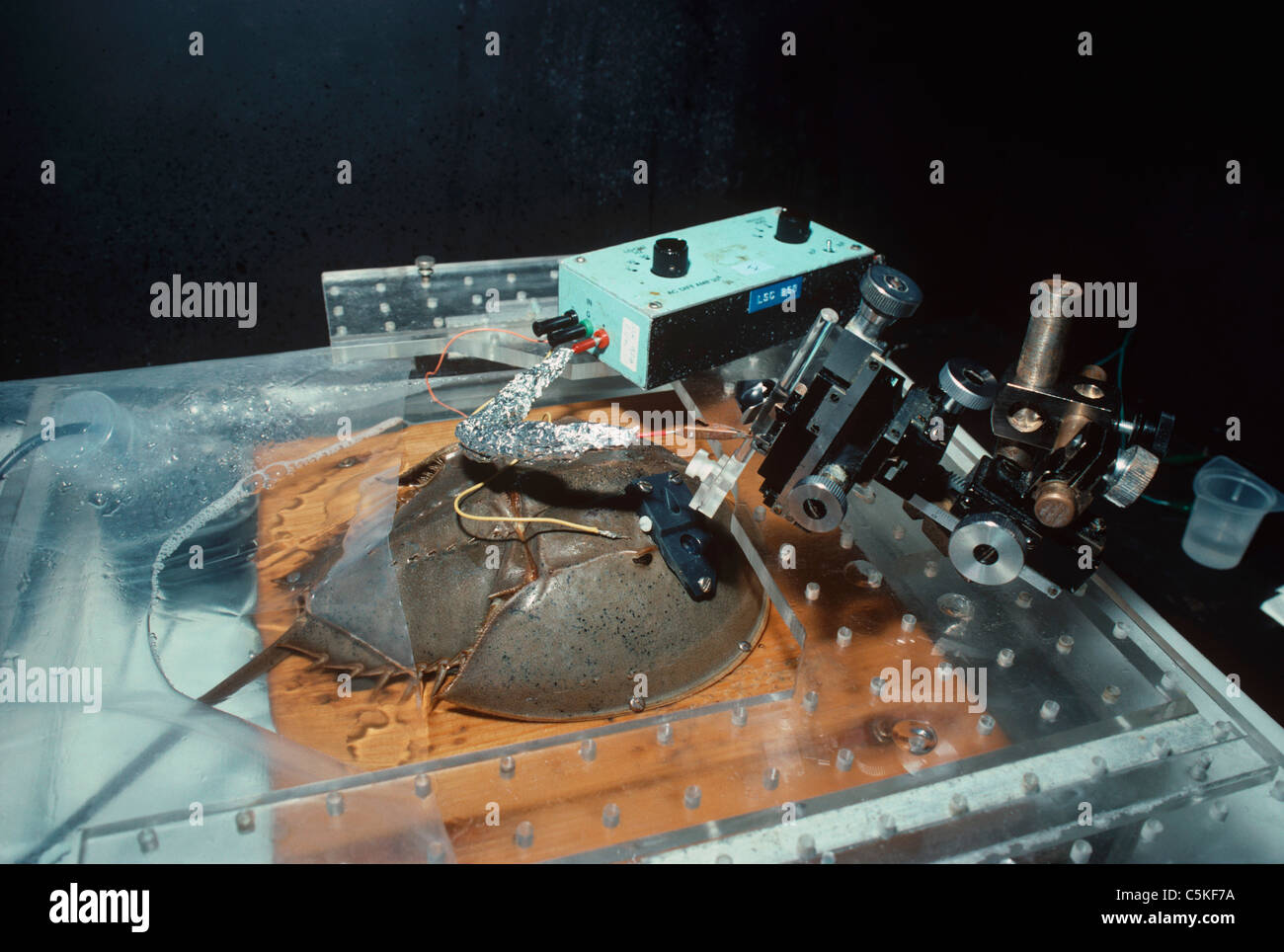 Horseshoe crabs bleeding hi-res stock photography and images - Alamy