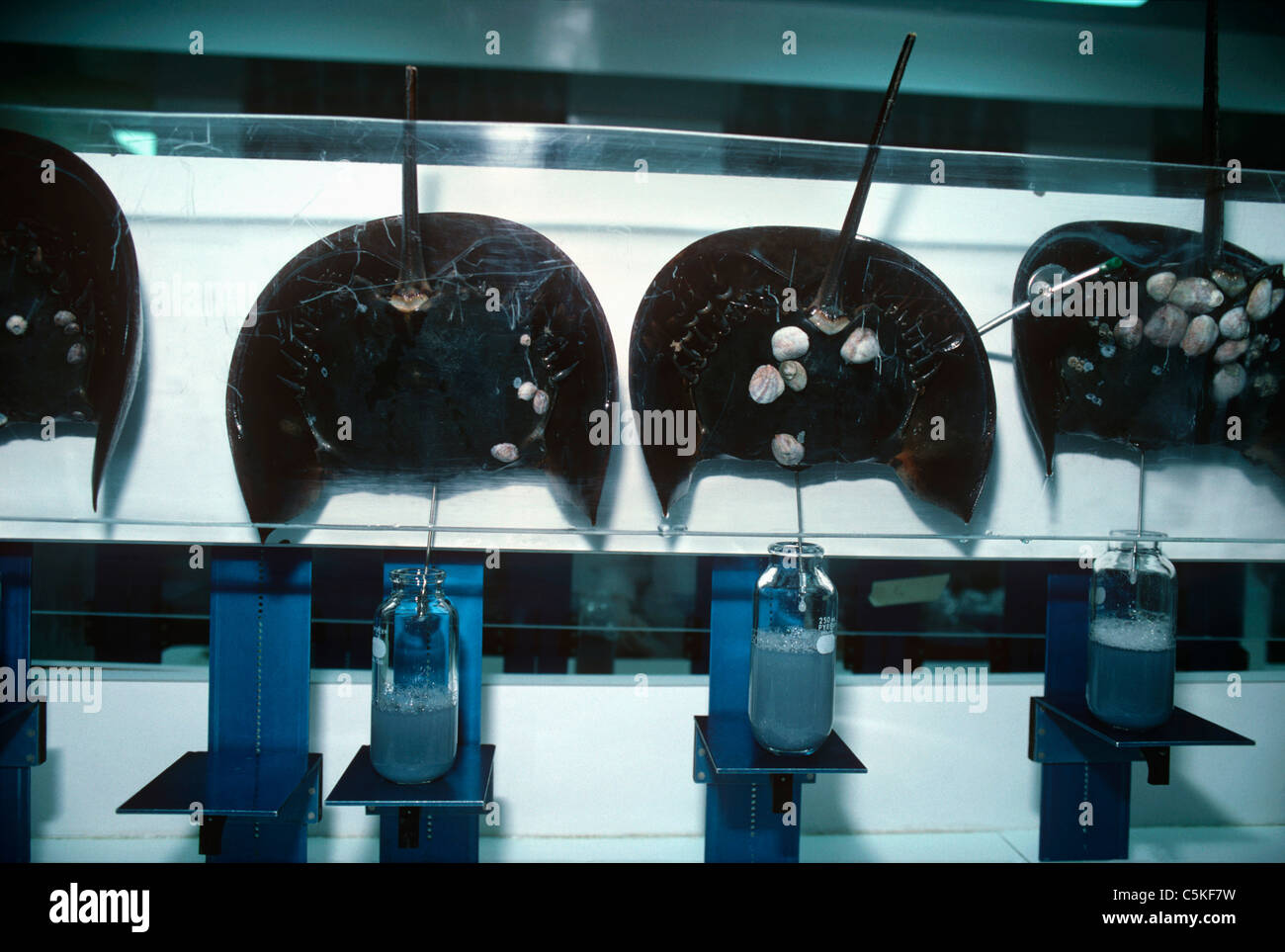 Scientists use technology to bleed Horseshoe Crabs (Limulus polyphemus ...