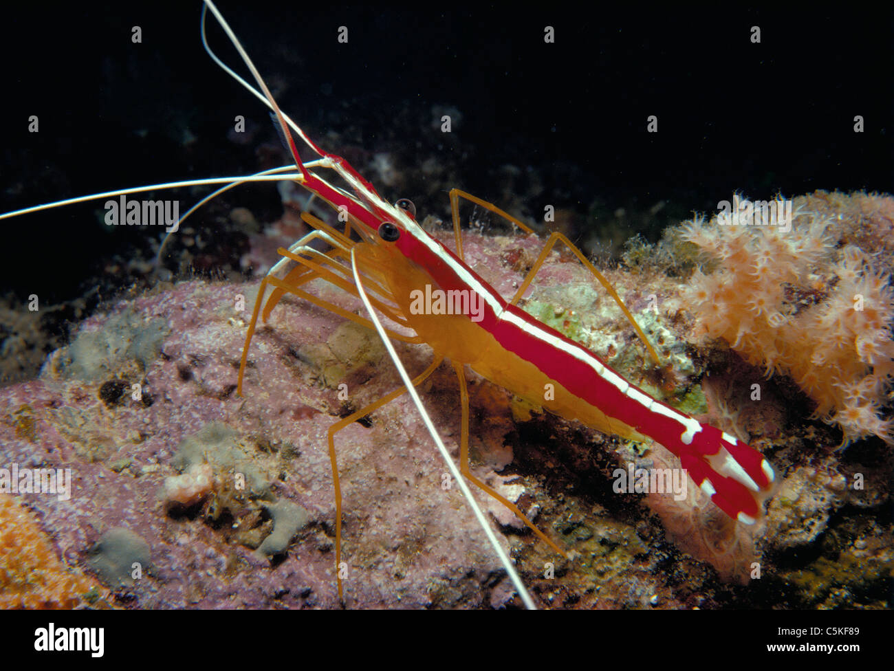 White Banded Cleaner Shrimp (Lysmata amboinensis) on coral reef. Egypt ...