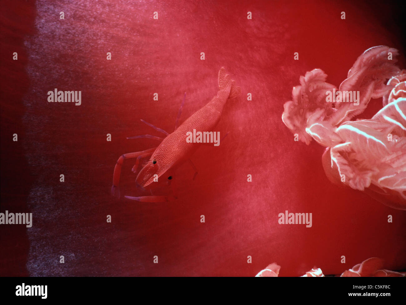 Commensal shrimp living in hi-res stock photography and images - Alamy