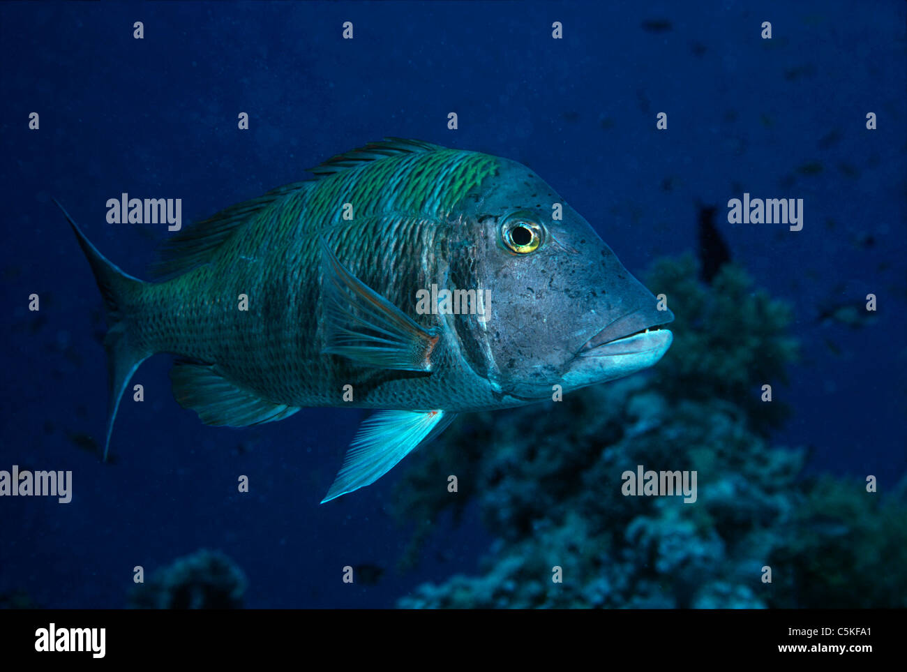 Sky Emperor Fish (Lethrinus mahsena). Egypt, Red Sea Stock Photo - Alamy