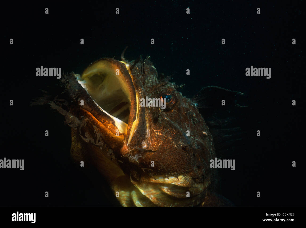Sea Raven (Hemitipterus americanus) swimming along ocean bottom ...