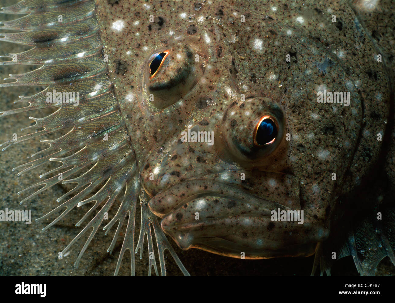 Windowpane Flounder