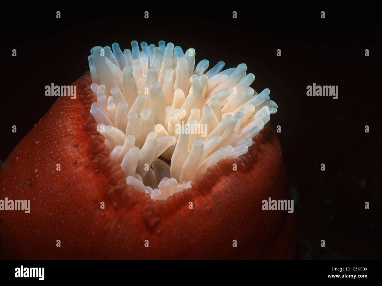 Northern Red Sea Anemone (tealia felina) with tentacles retracted ...