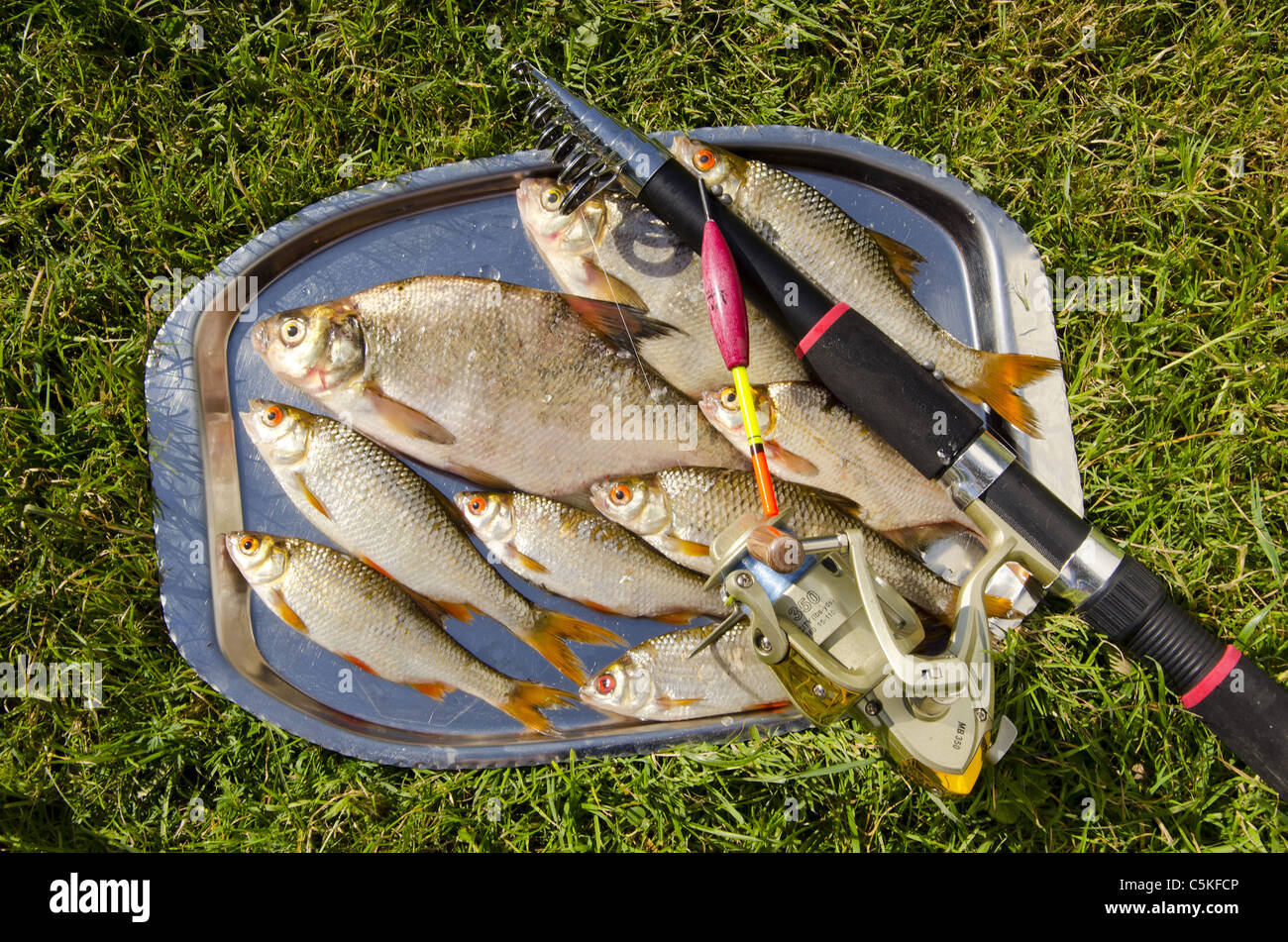 Freshly caught fishes put on metal tray Stock Photo - Alamy