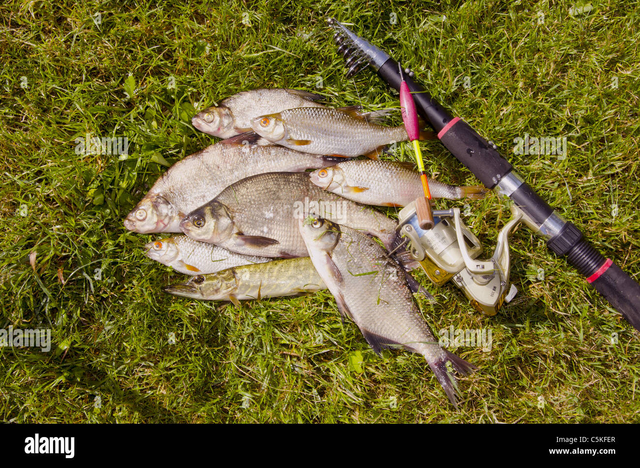 Caught fishes hi-res stock photography and images - Alamy